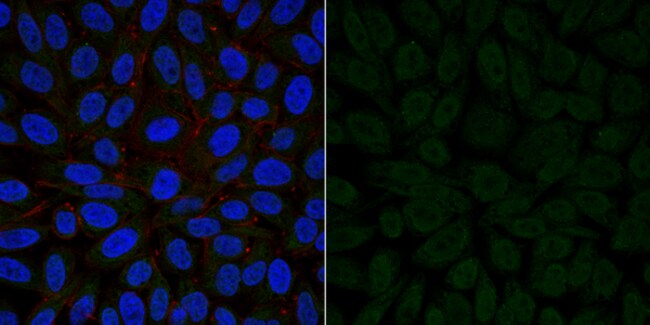 ANTI-VEGF, ALEXA FLUOR 488 CON